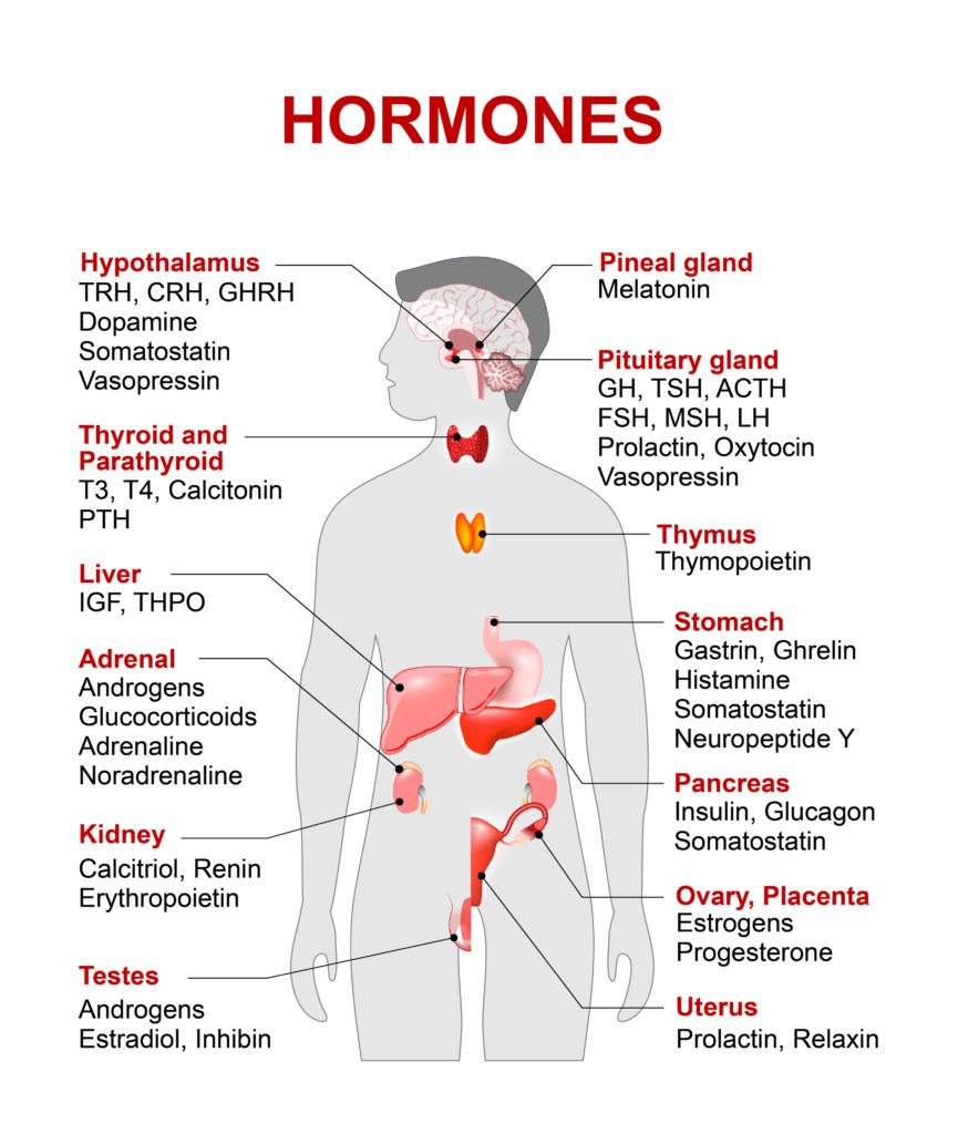 O que significa Endocrinologia? - Dra. Sílvia Souza - Endocrinologia e ...